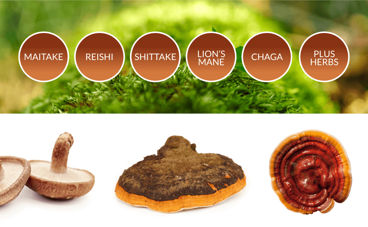 Multi-Mushroom Organic Complex | Specialist Supplements Ltd